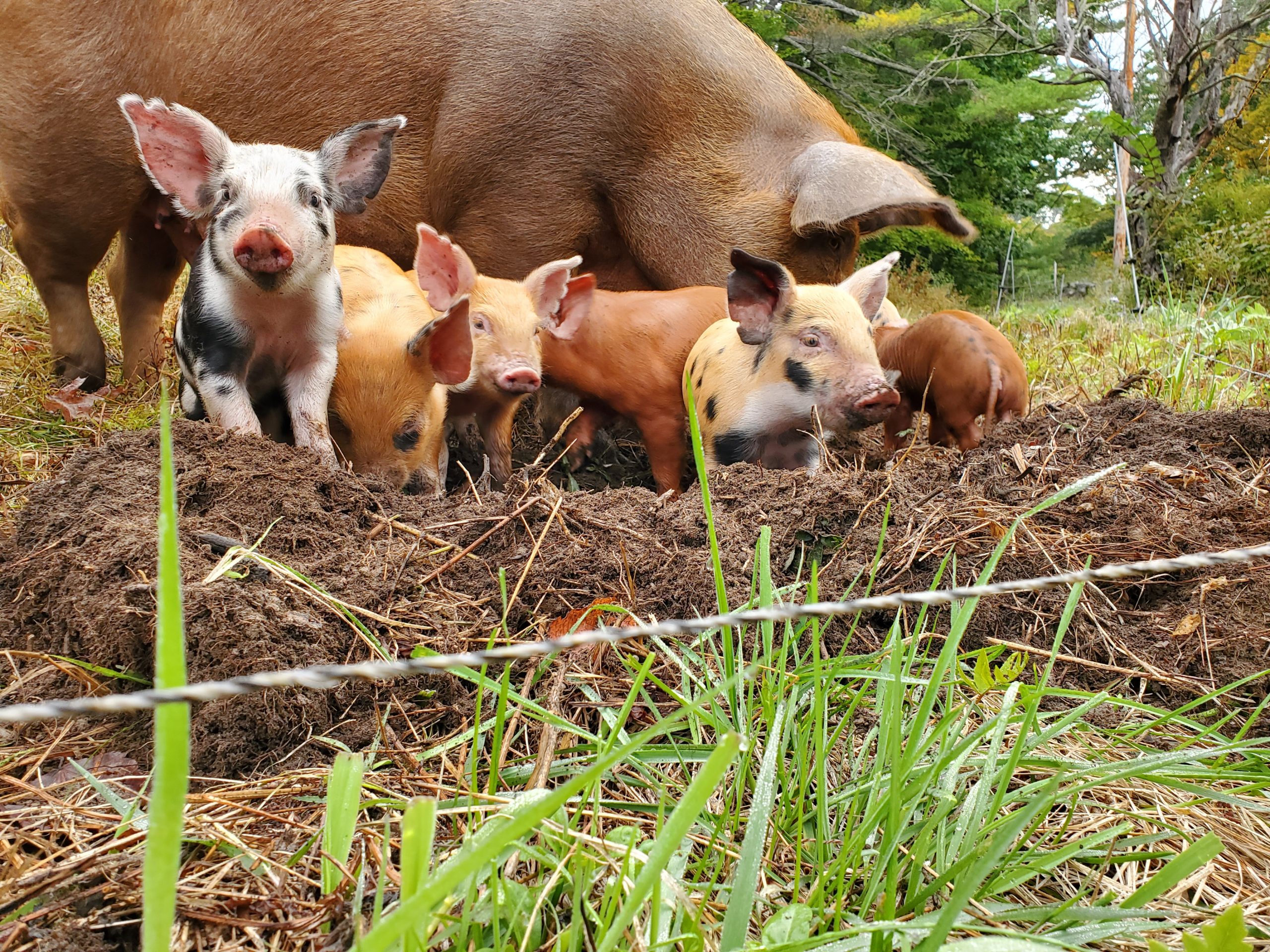 At the Farm Store: Oct 7 - Oct 13 - Archway Farm