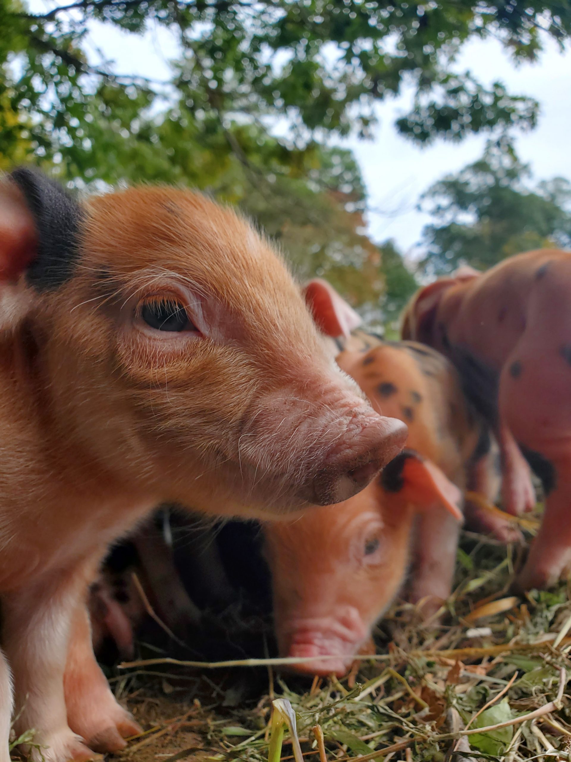 Meat Shares, October 2022 - Archway Farm