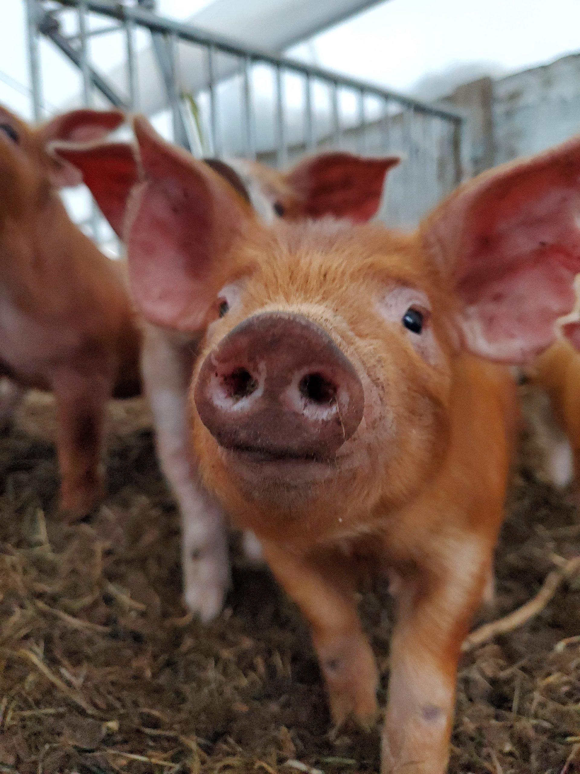 At the Farm Store: Feb 17 – Feb 23 - Archway Farm