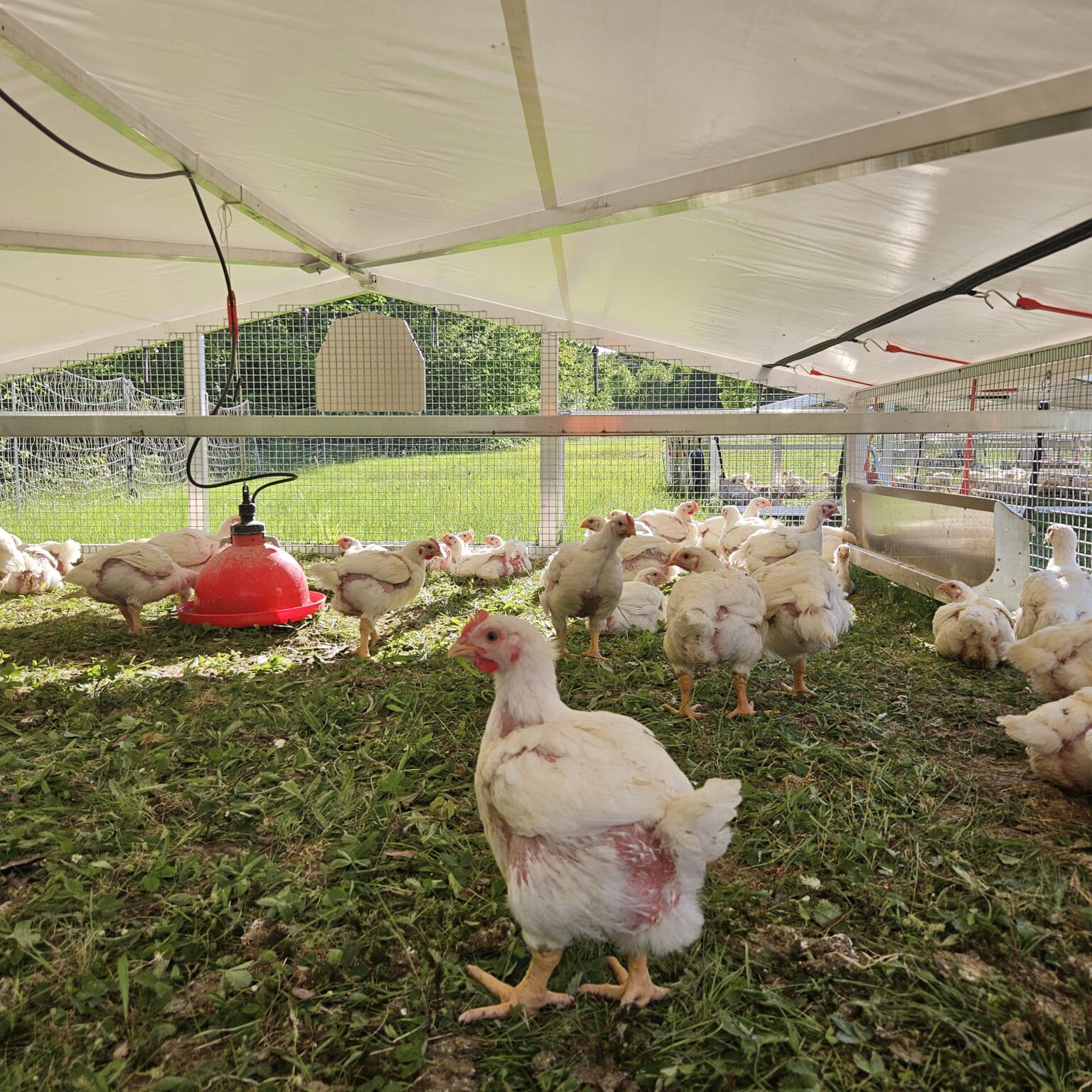 At the Farm Store: Jun 20 – Jun 26 – Archway Farm
